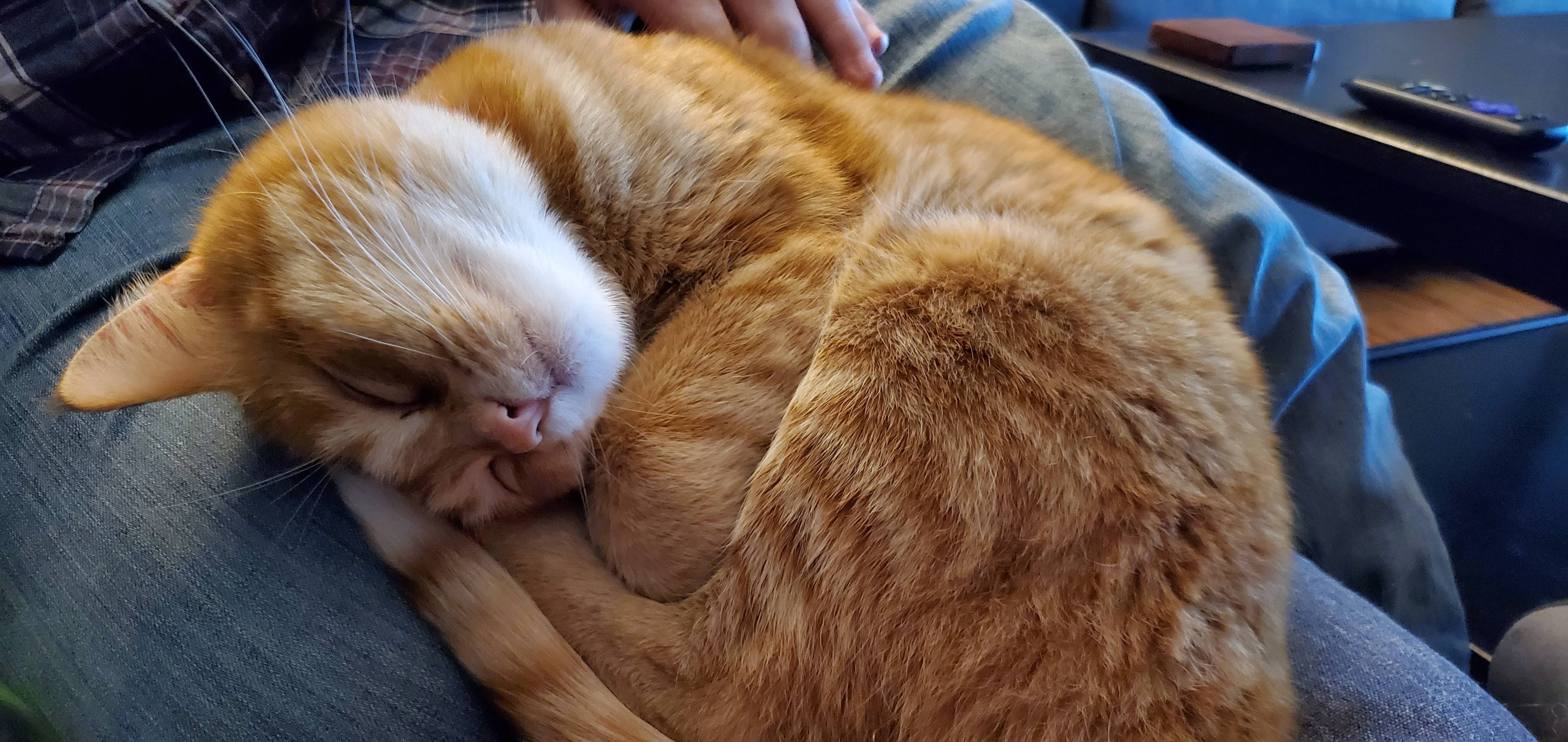 Curled up in a lap | Scrolller