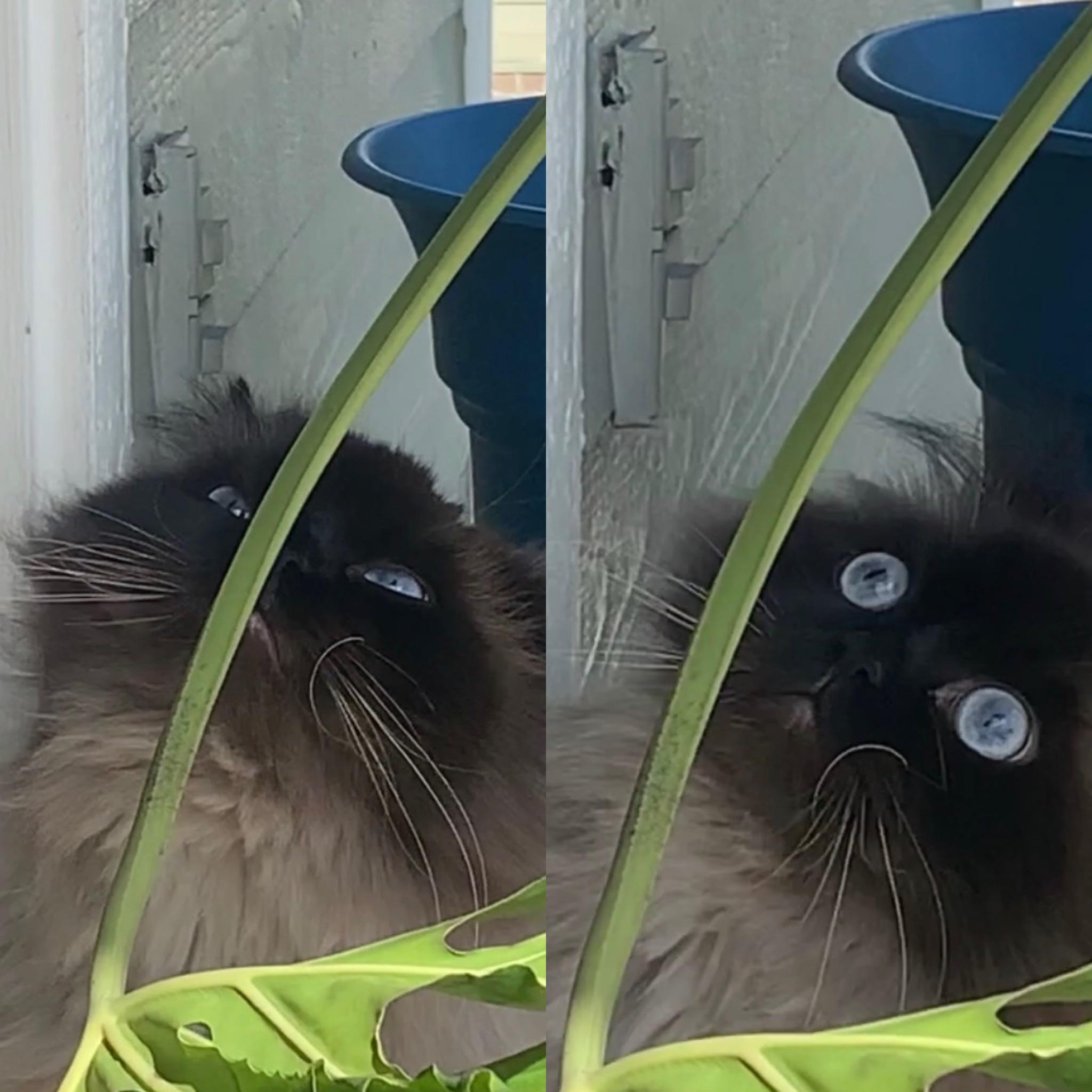 current moods | Scrolller