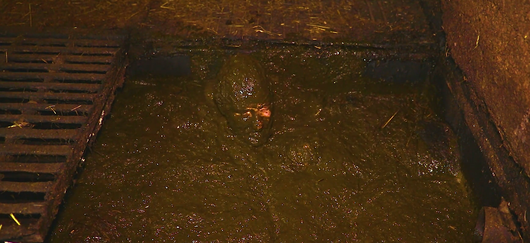 Cursed_bath | Scrolller