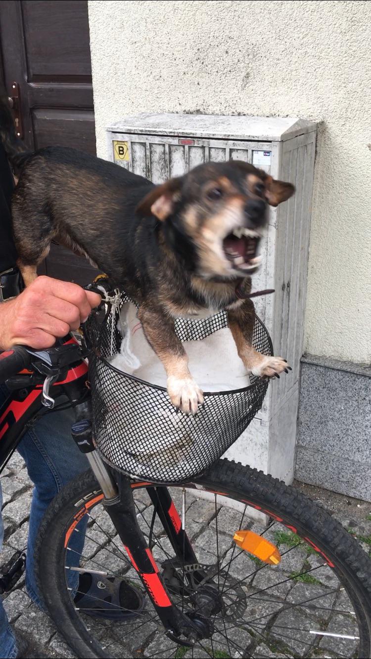 Cursed bike dog | Scrolller