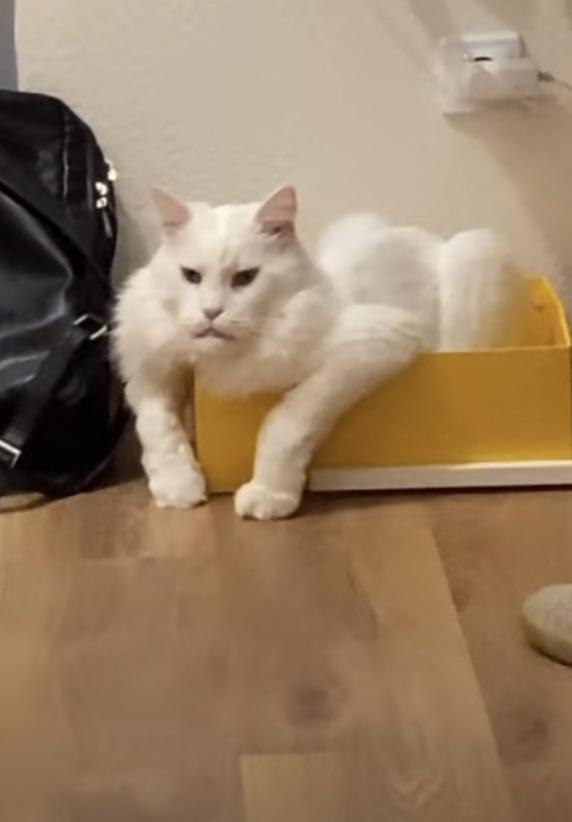 cursed_box | Scrolller