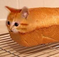 cursed_bread | Scrolller