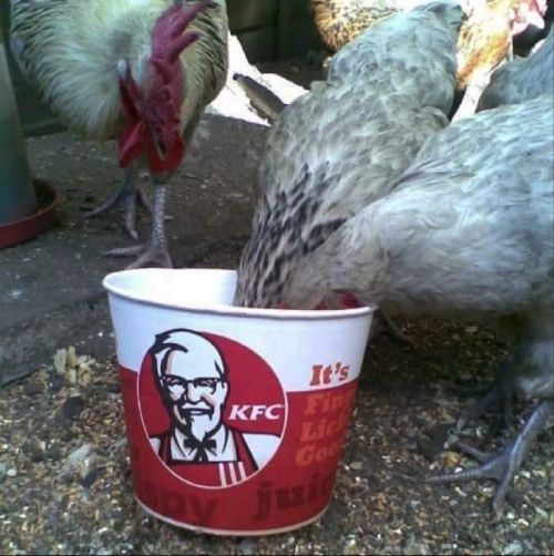 "cursed_" cannibalism | Scrolller