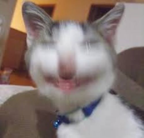 Cursed Cat | Scrolller