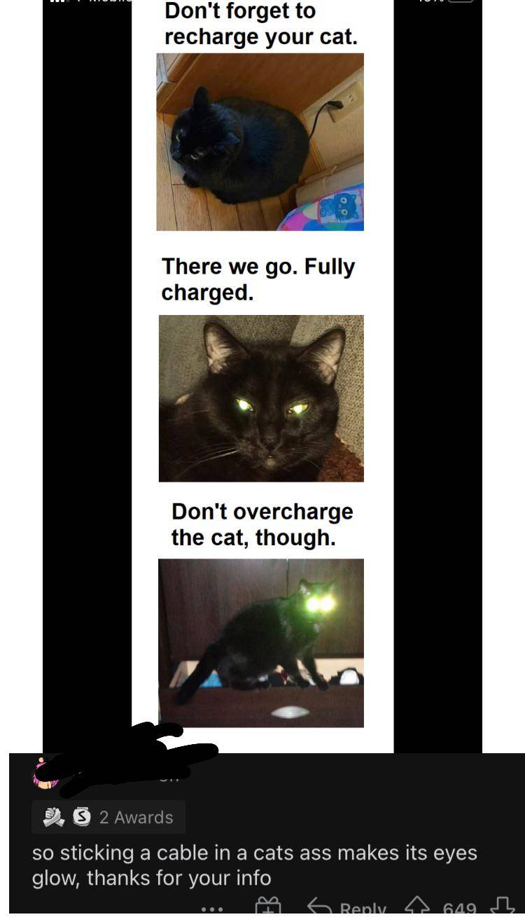 Cursed_Cat | Scrolller