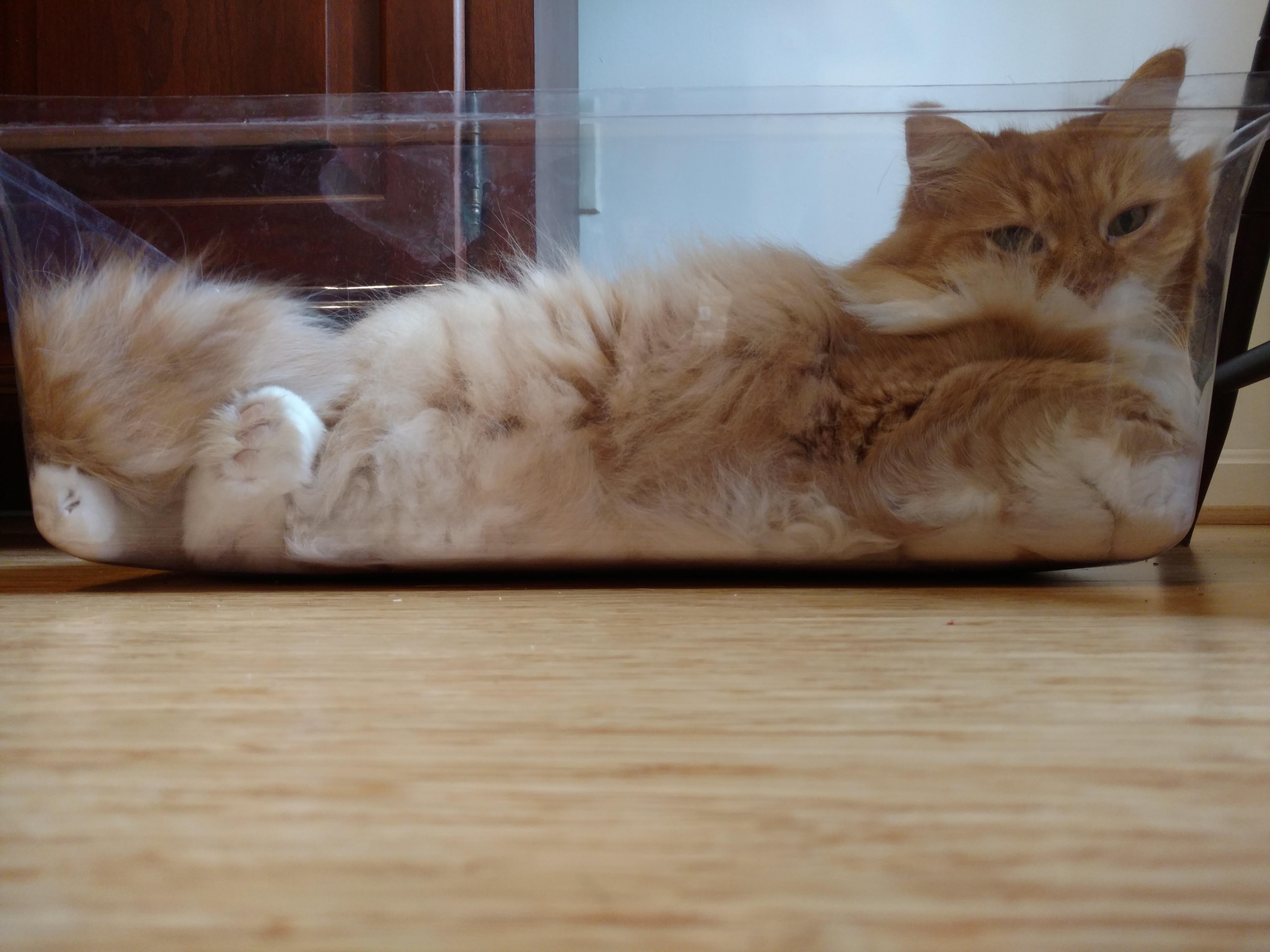 Cursed cat | Scrolller