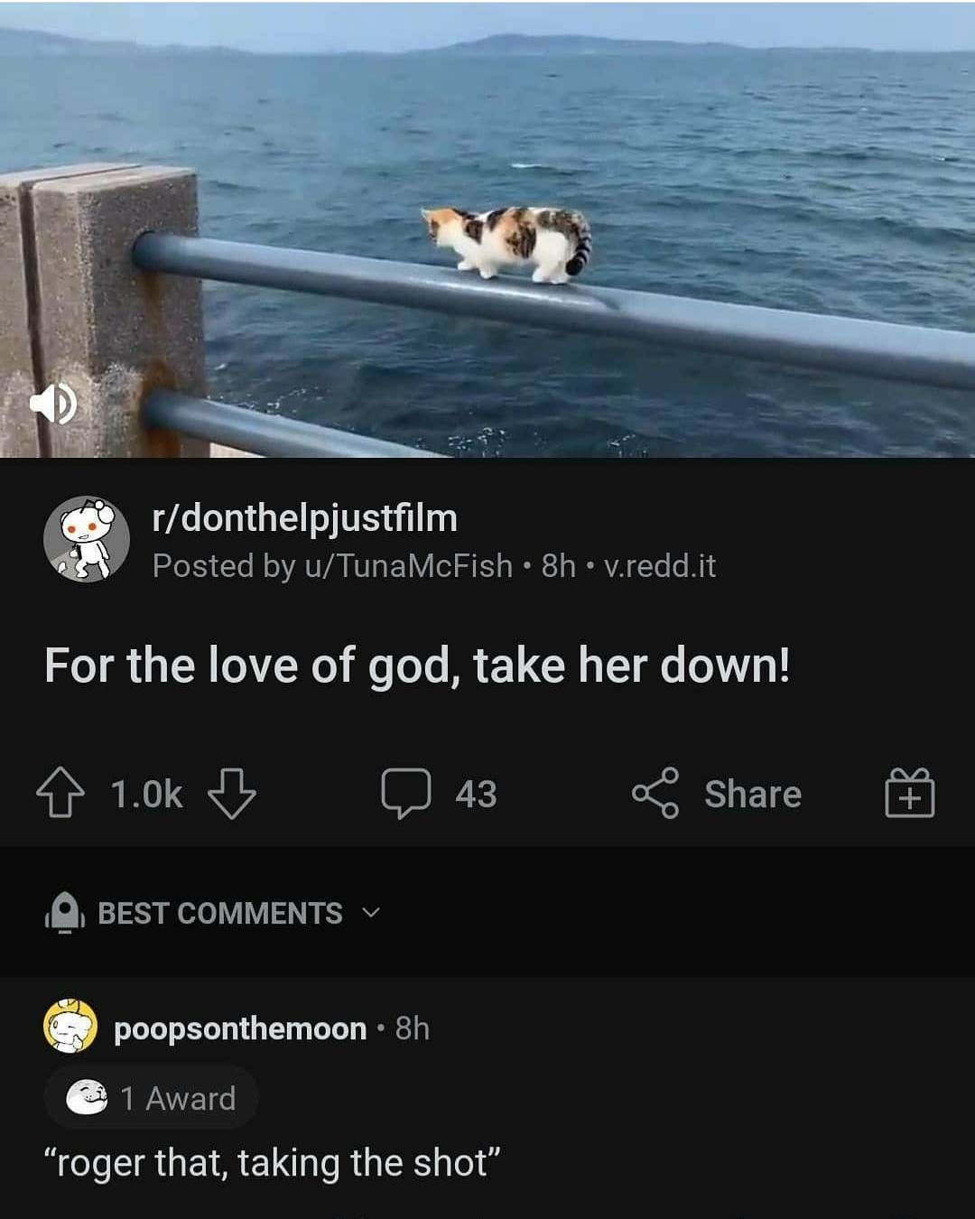 Cursed_cat | Scrolller