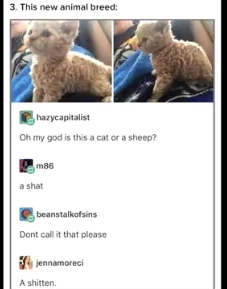 Cursed_catsheepthing | Scrolller