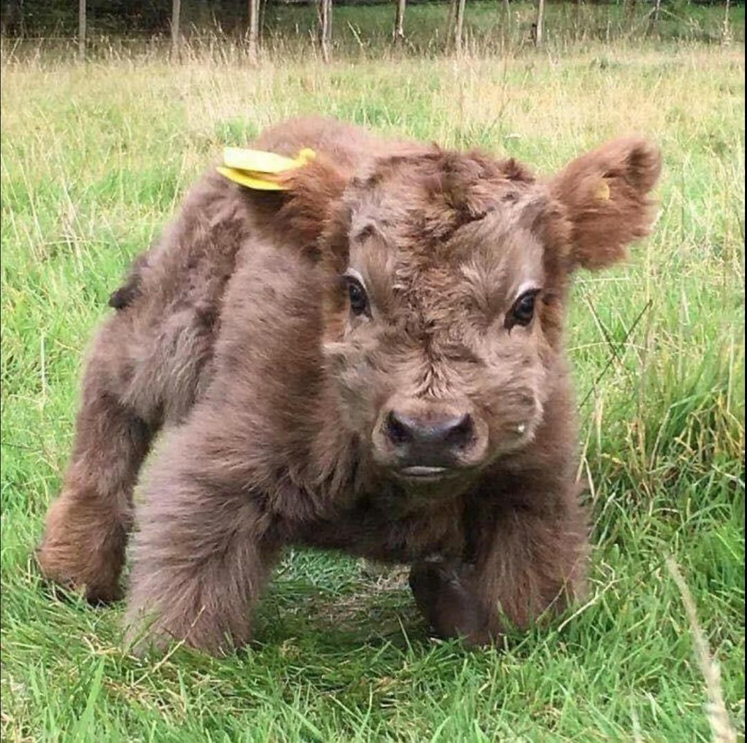 Cursed_cow | Scrolller