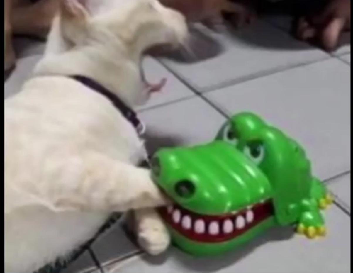 cursed_crocodile | Scrolller
