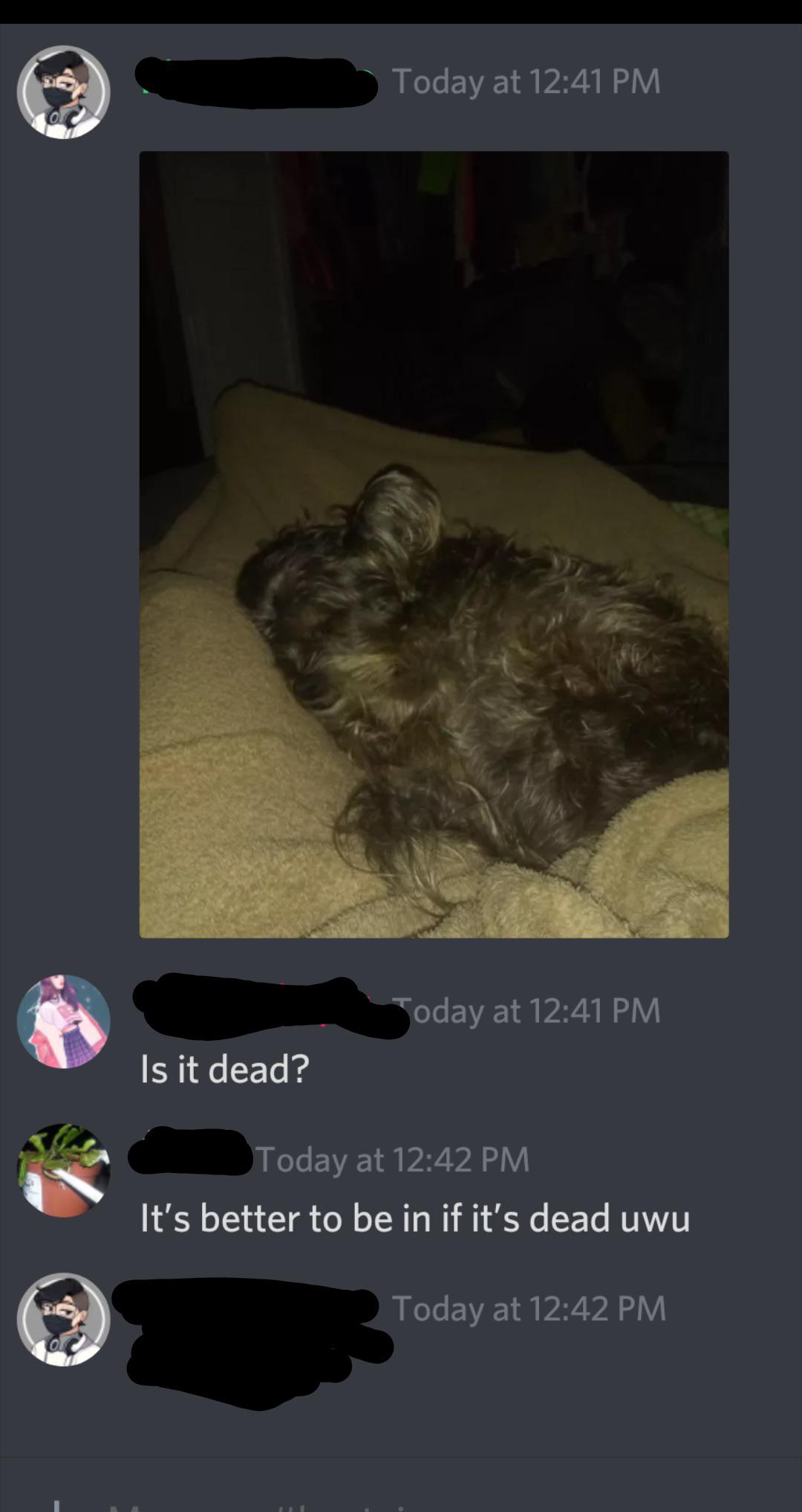 Cursed_dog | Scrolller