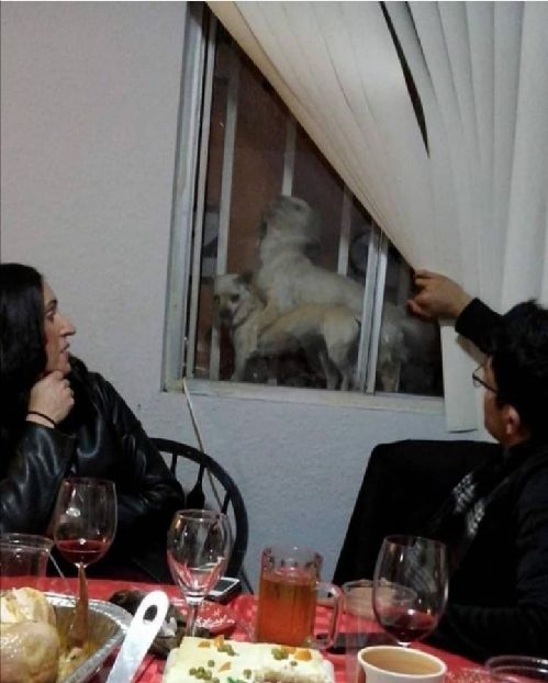 Cursed_ dog | Scrolller