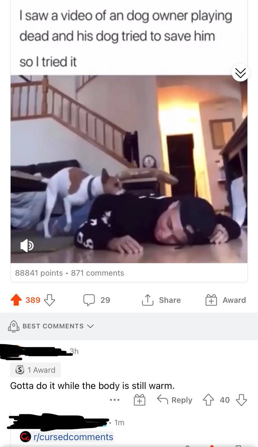 Cursed dog (What did he say!?) | Scrolller