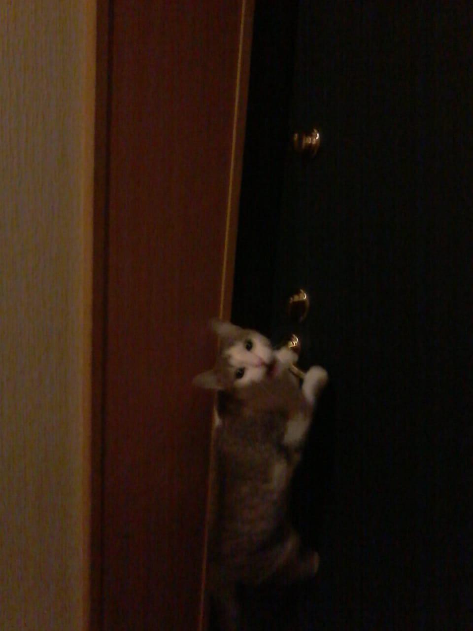 cursed_door | Scrolller