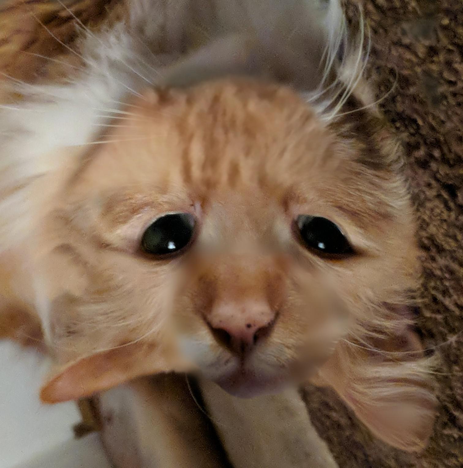 cursed_edit | Scrolller