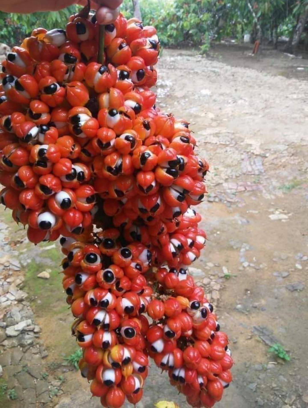 Cursed eye berries | Scrolller