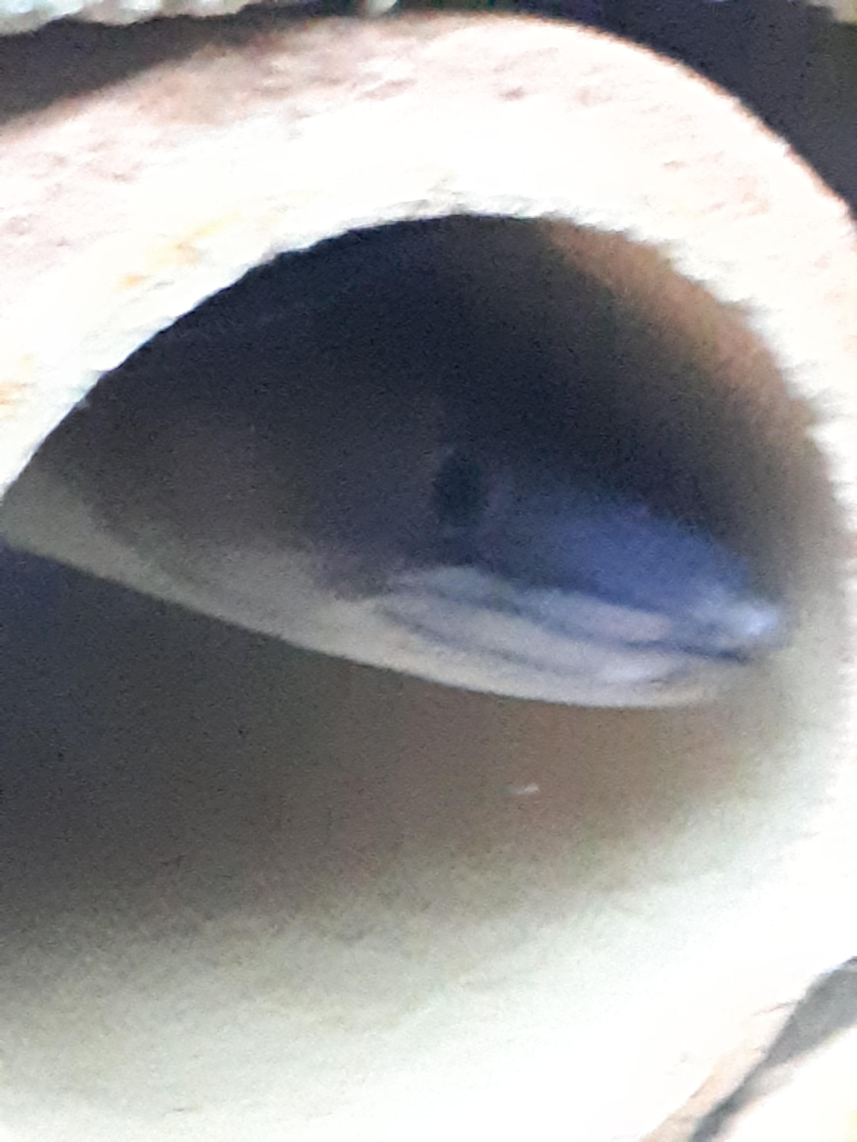 cursed_fish | Scrolller