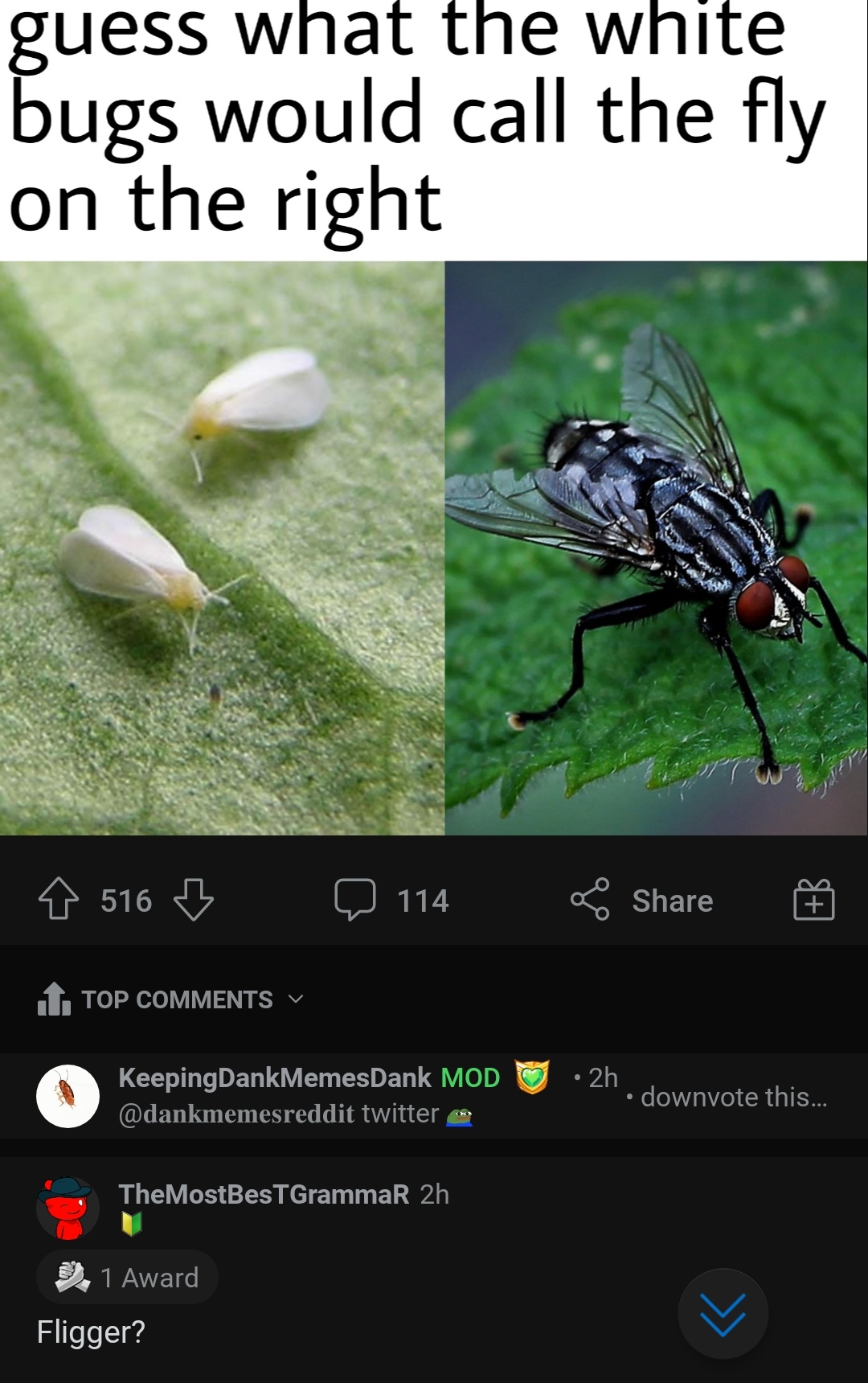 Cursed_fly society | Scrolller