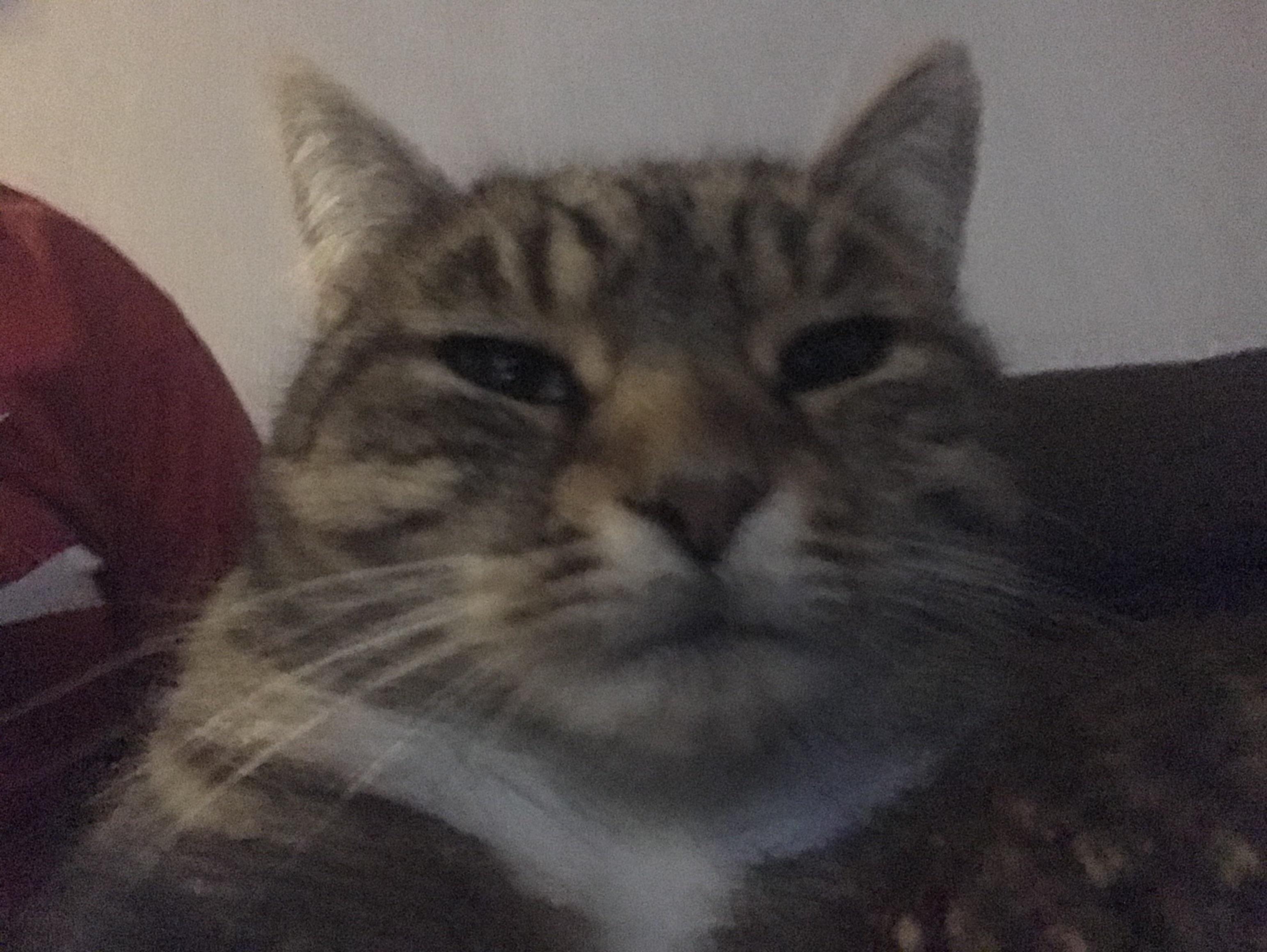 Cursed_frontfacingcamera | Scrolller