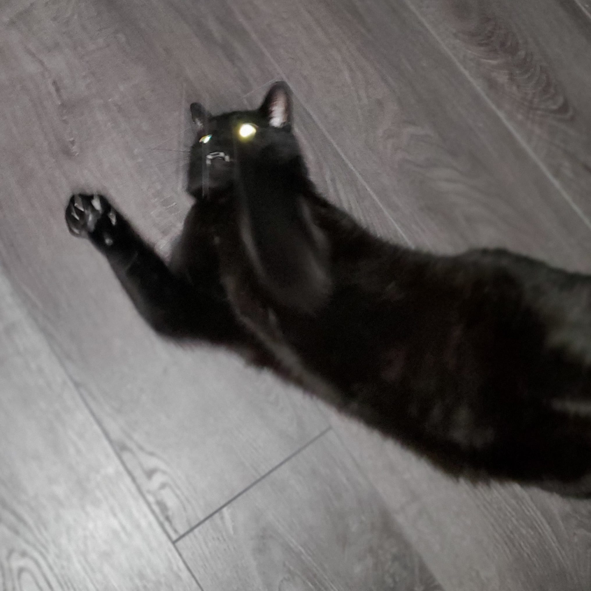 Cursed_fruitbat | Scrolller