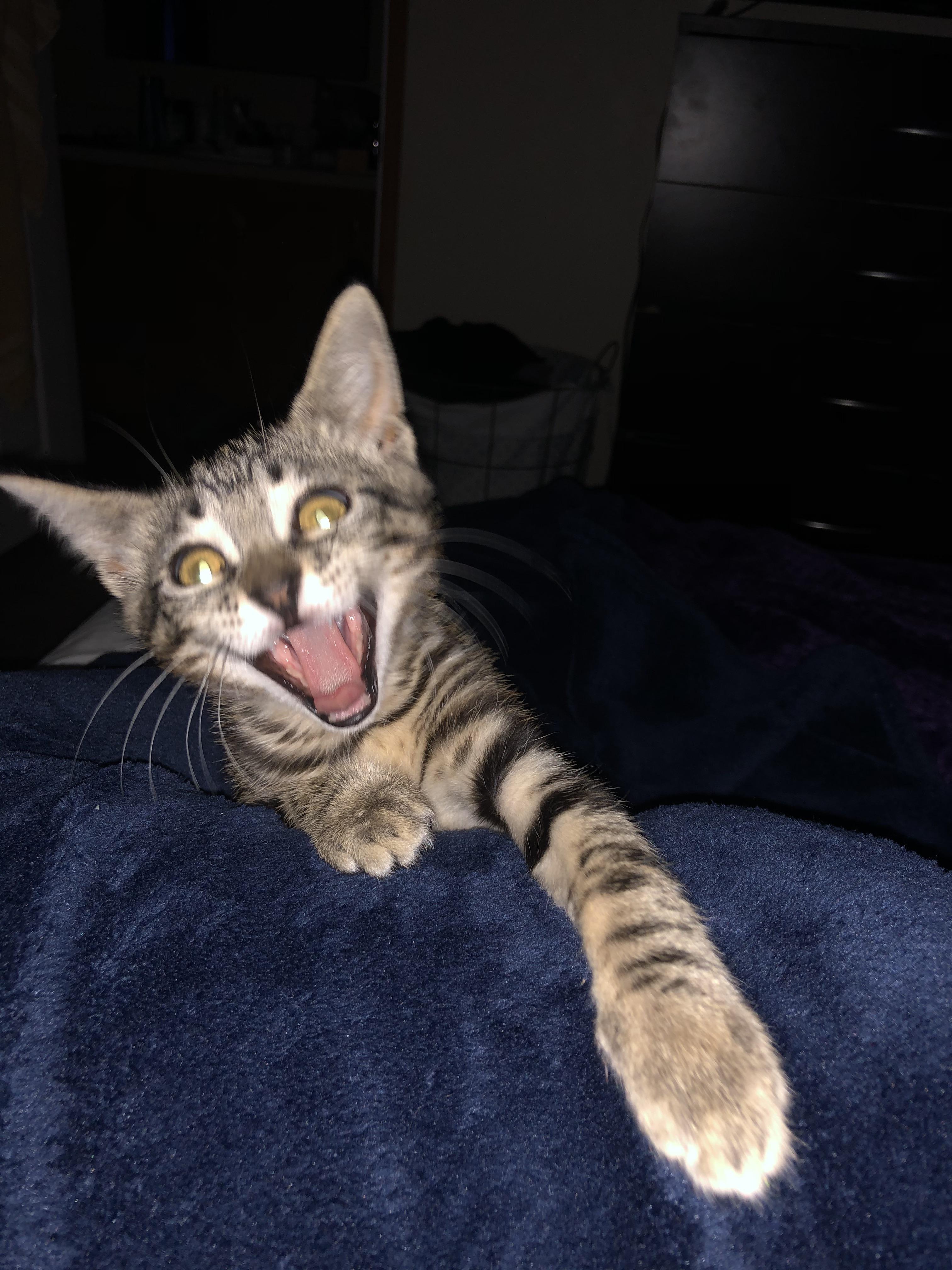 Cursed_Kitten | Scrolller