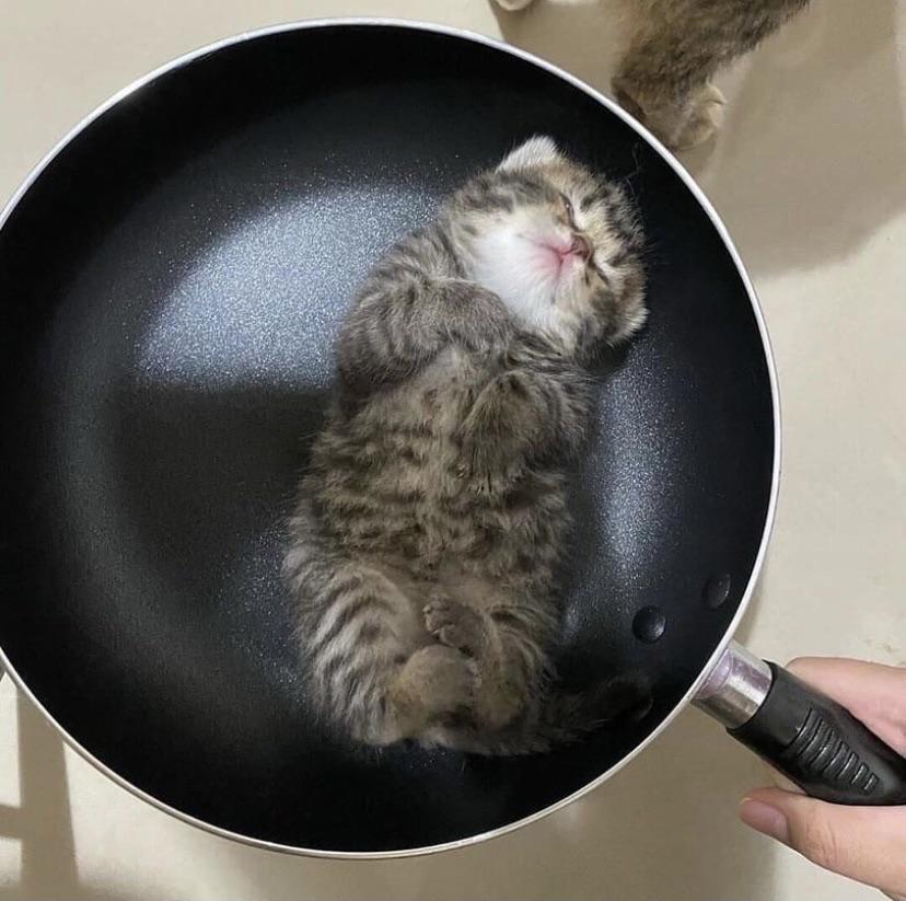 Cursed_Meal | Scrolller