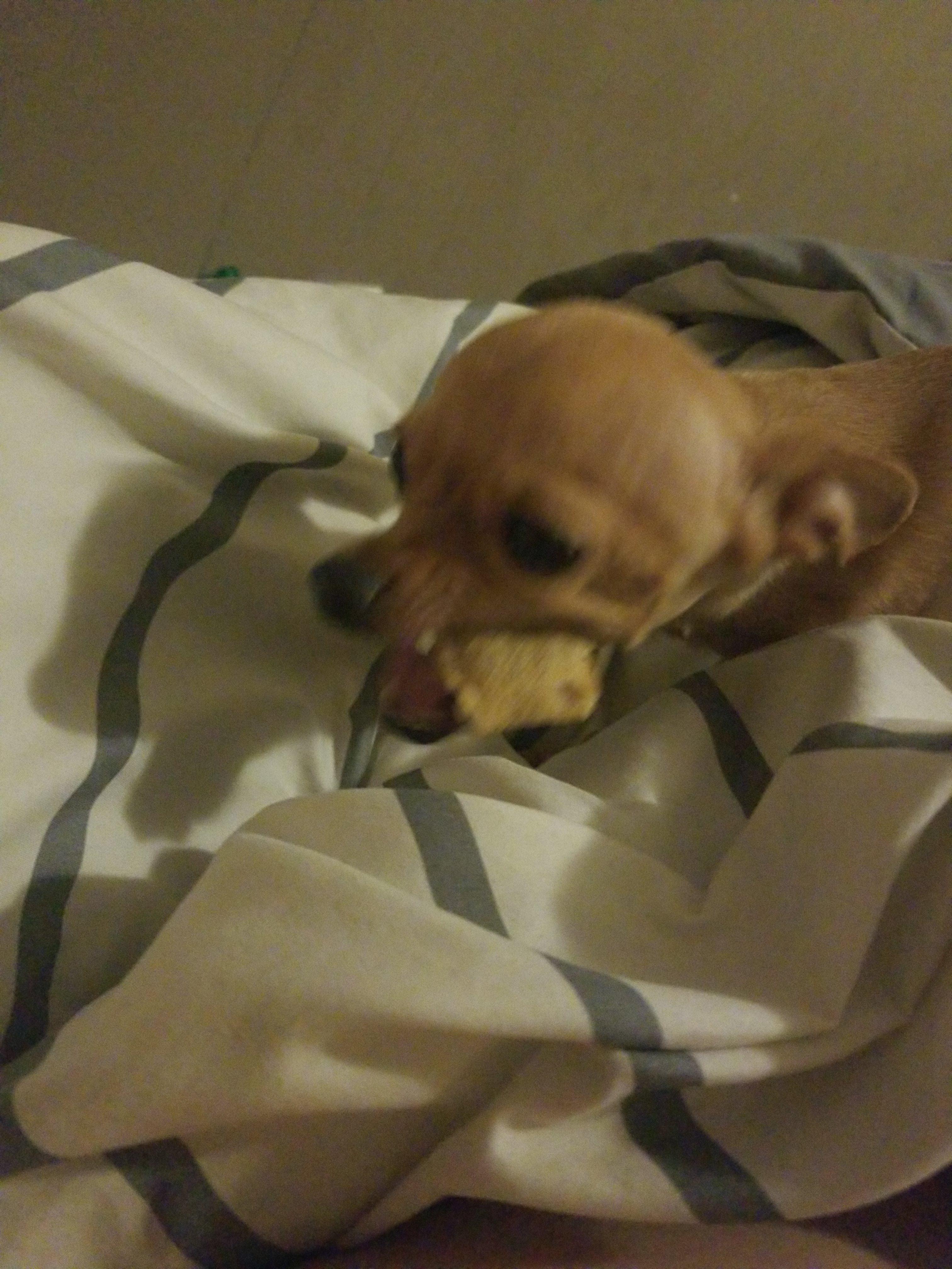 Cursed_Pizza_Bite_Chihuahua | Scrolller