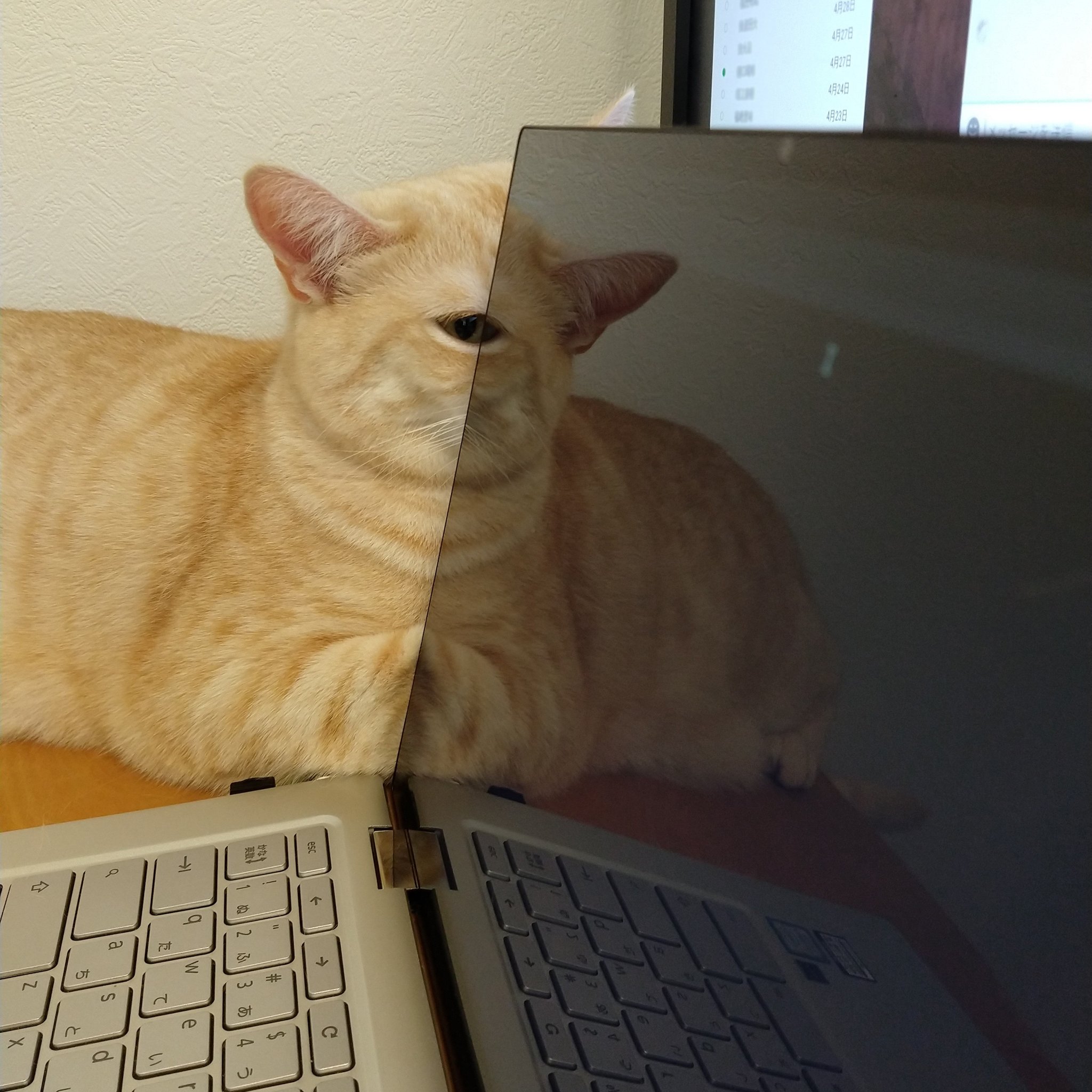 cursed reflection | Scrolller