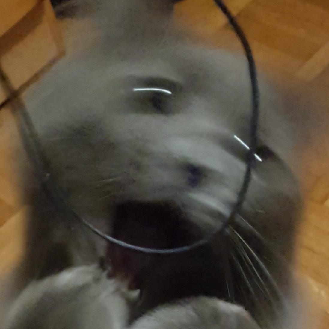 Cursed_rope | Scrolller