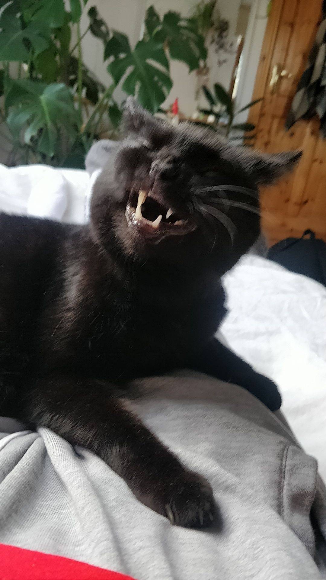 Cursed_sneeze | Scrolller