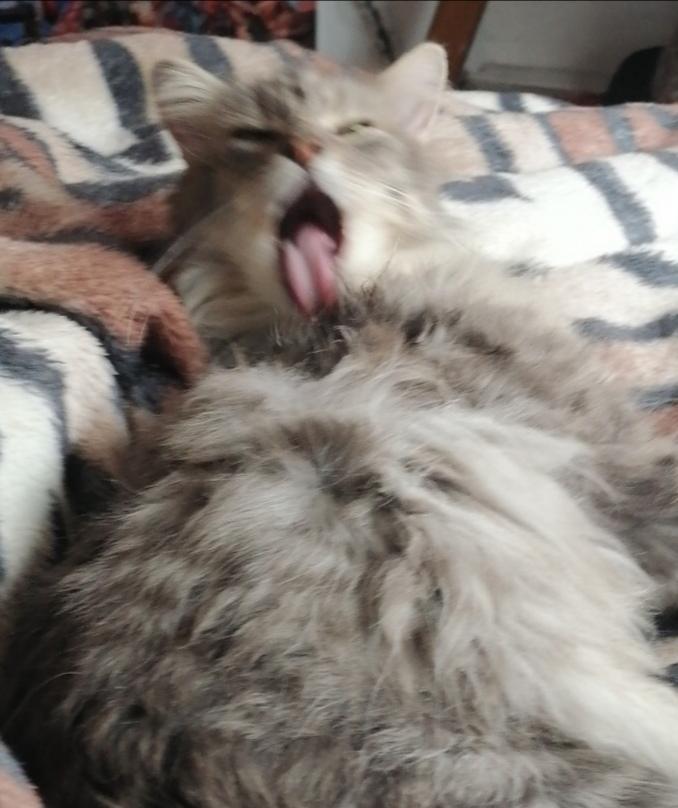 Cursed_souls_eater | Scrolller