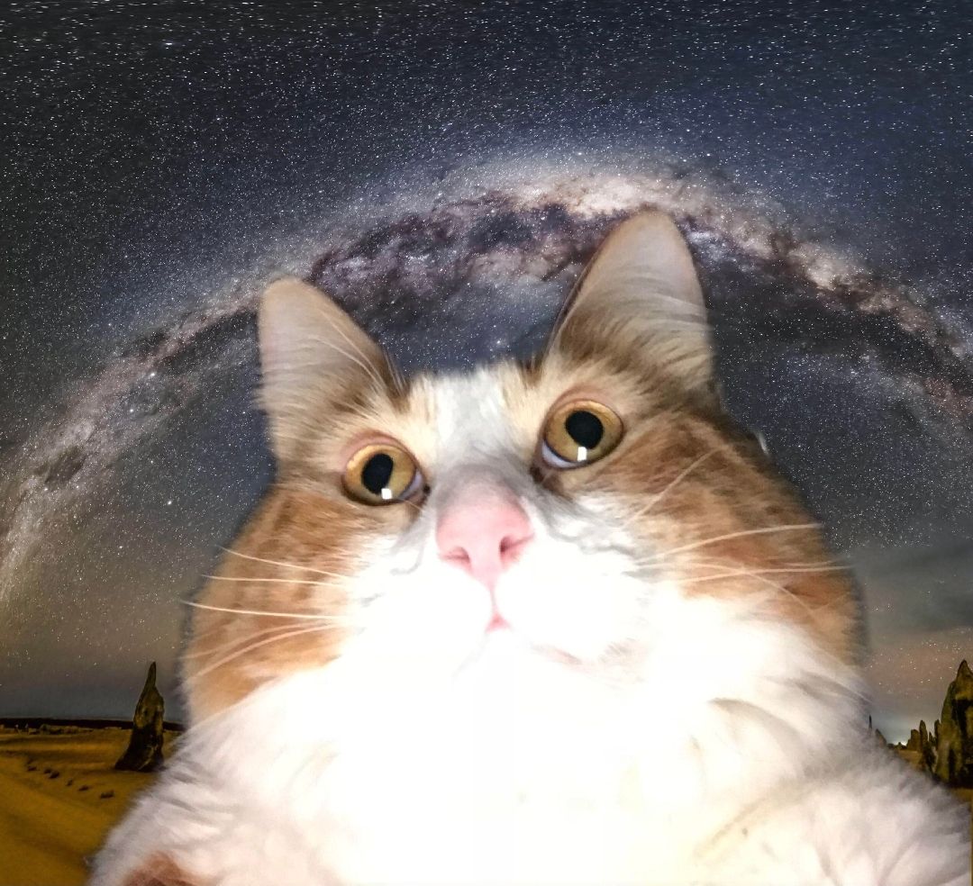 Cursed_space cat | Scrolller