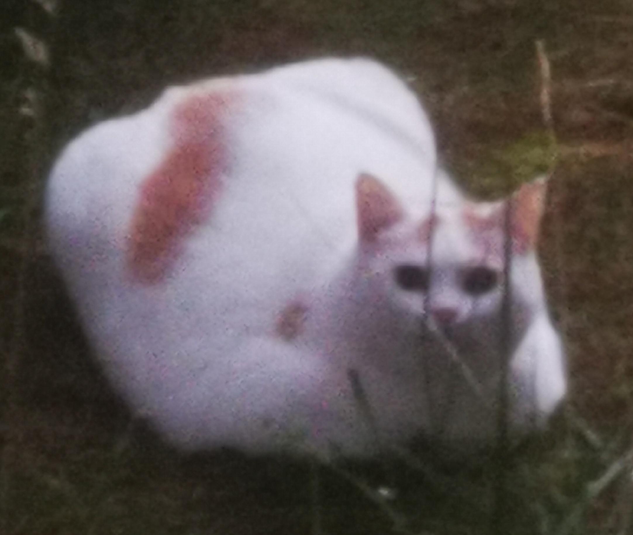 cursed_square | Scrolller