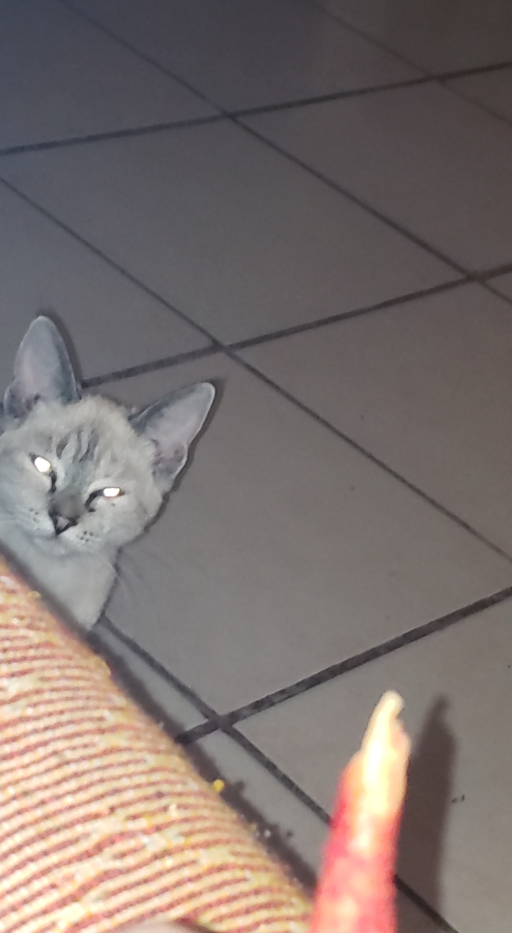 Cursed_taki-cat | Scrolller