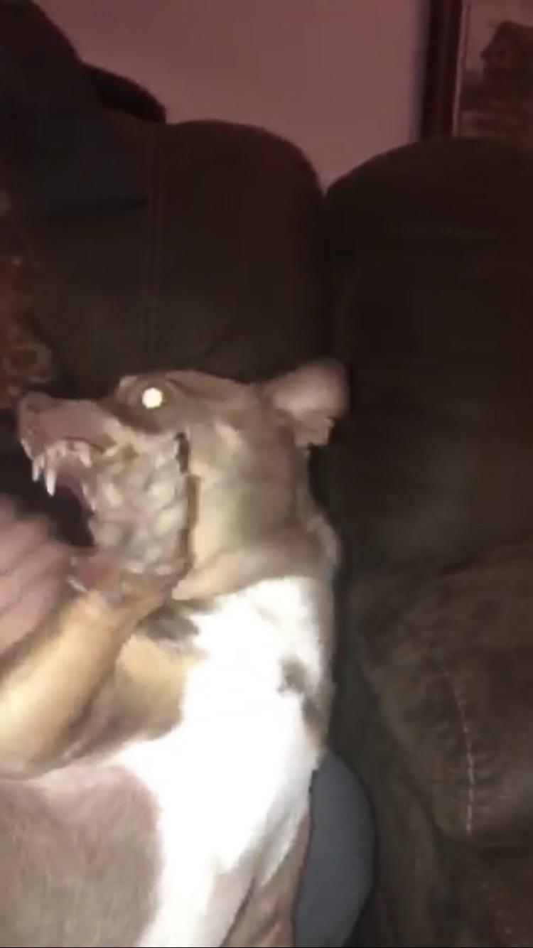 Cursed tooth | Scrolller