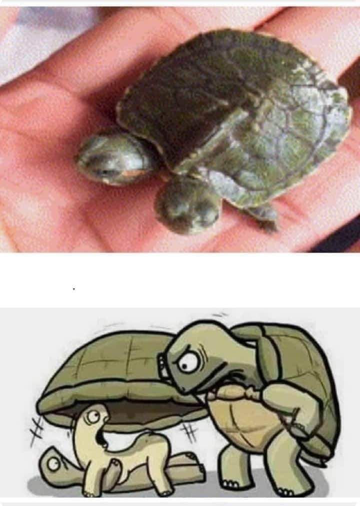 Cursed Turtle Scrolller