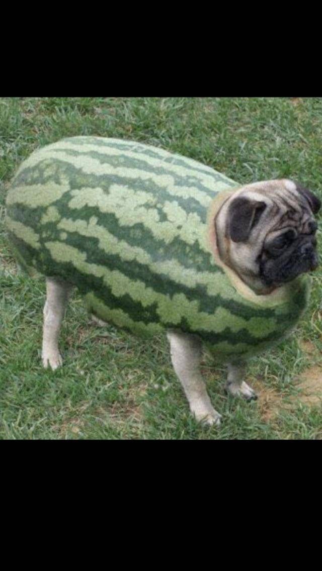 Cursed Turtle Scrolller