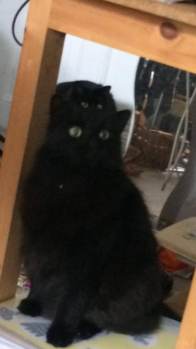 cursed_twins_morphing | Scrolller