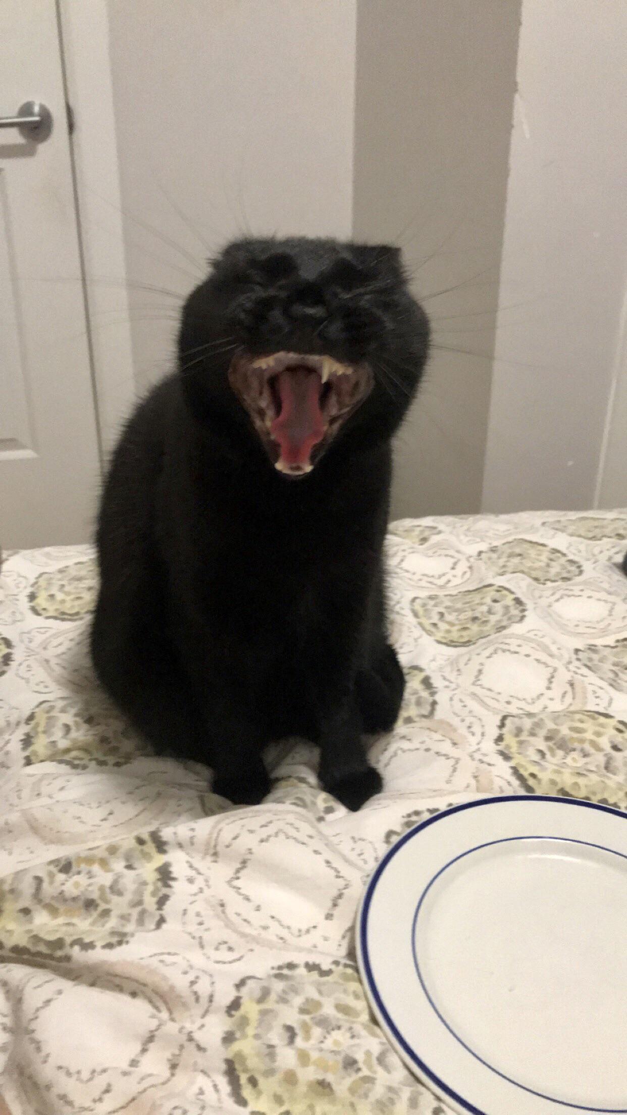 Cursed_yawn | Scrolller