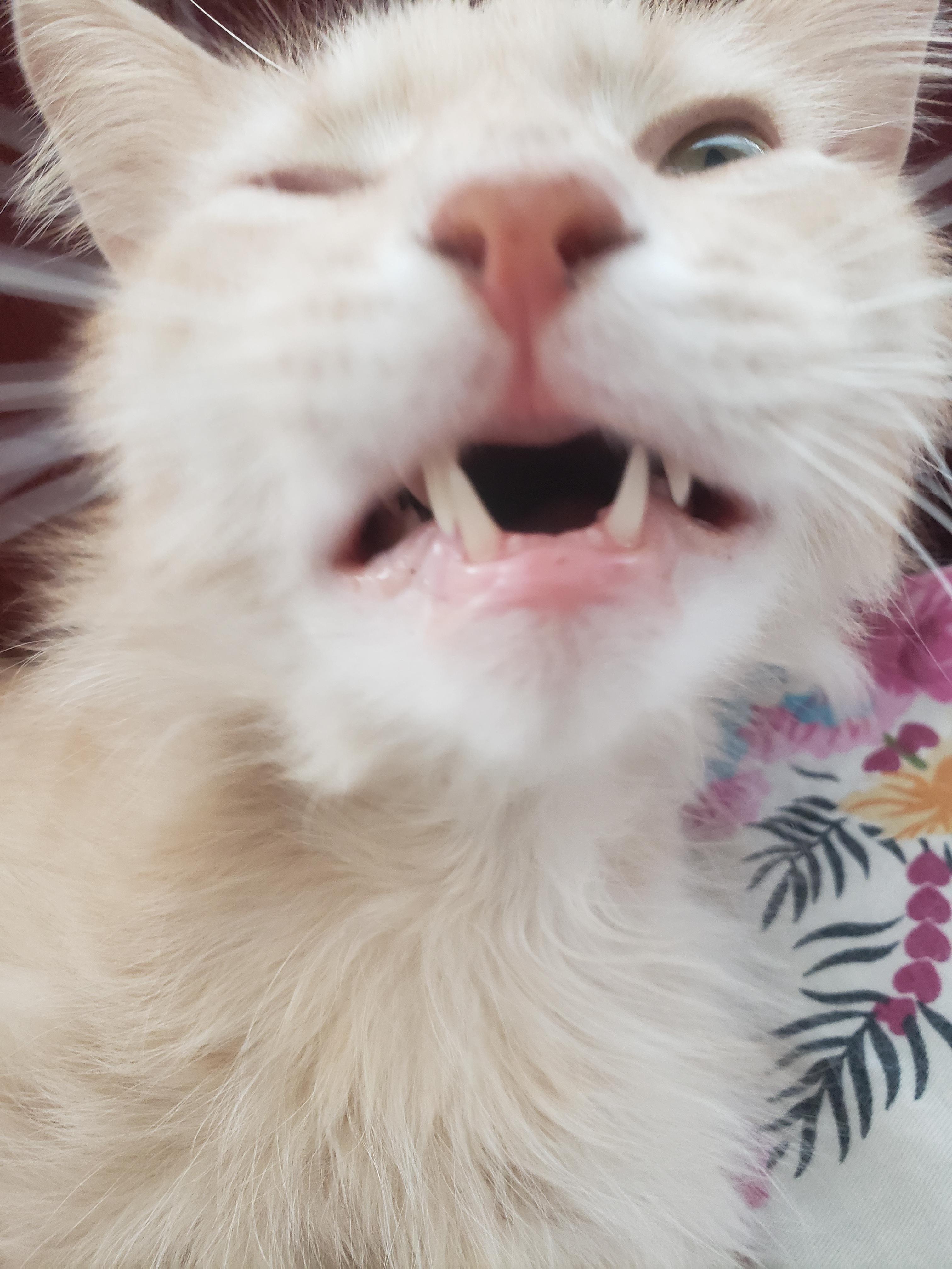 cursed_yawn | Scrolller