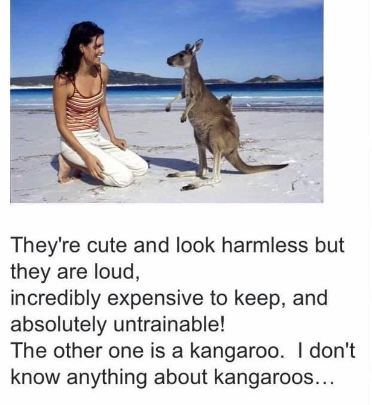 Cute and Harmless | Scrolller