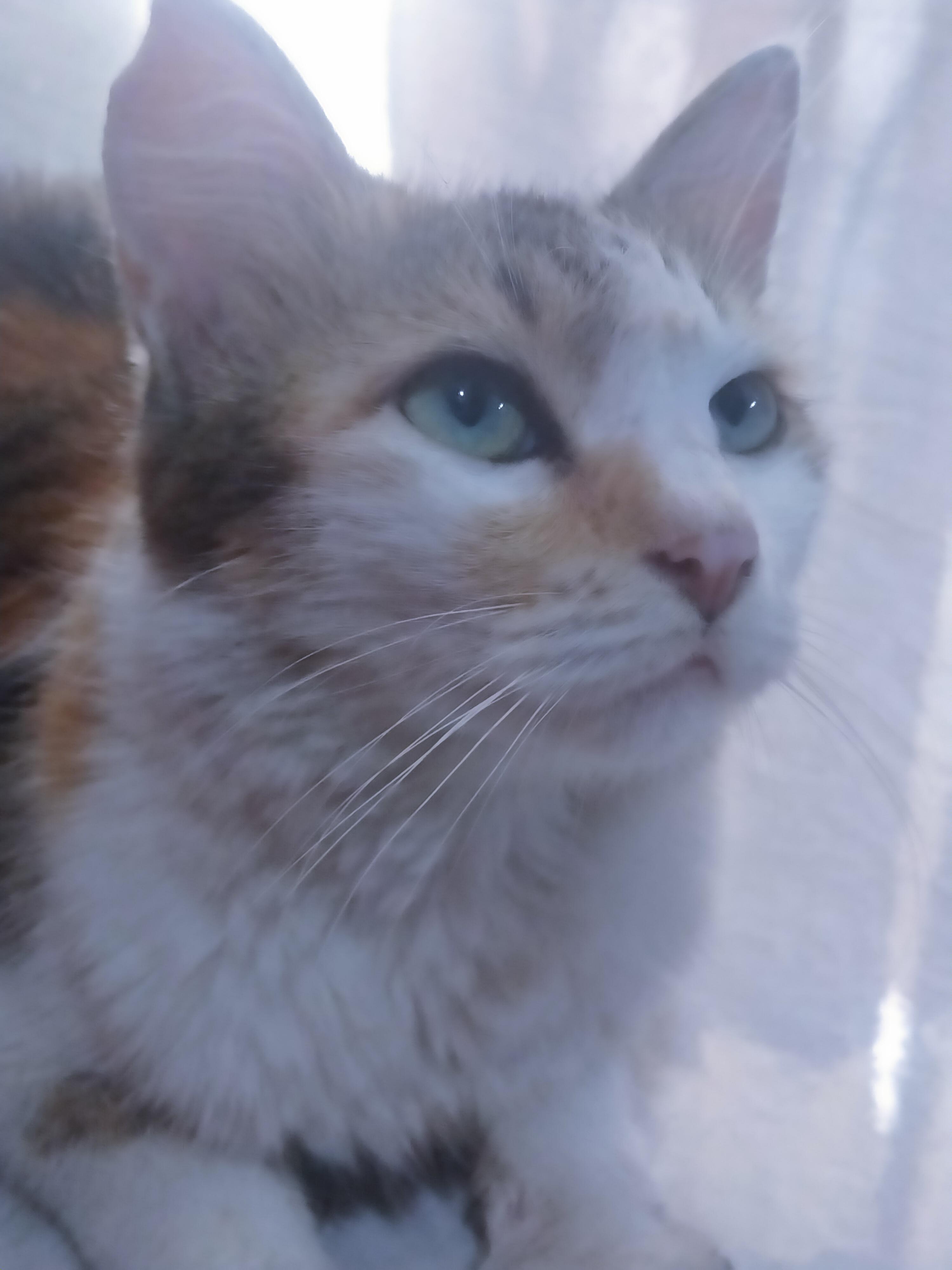 Cute And Innocent Scrolller