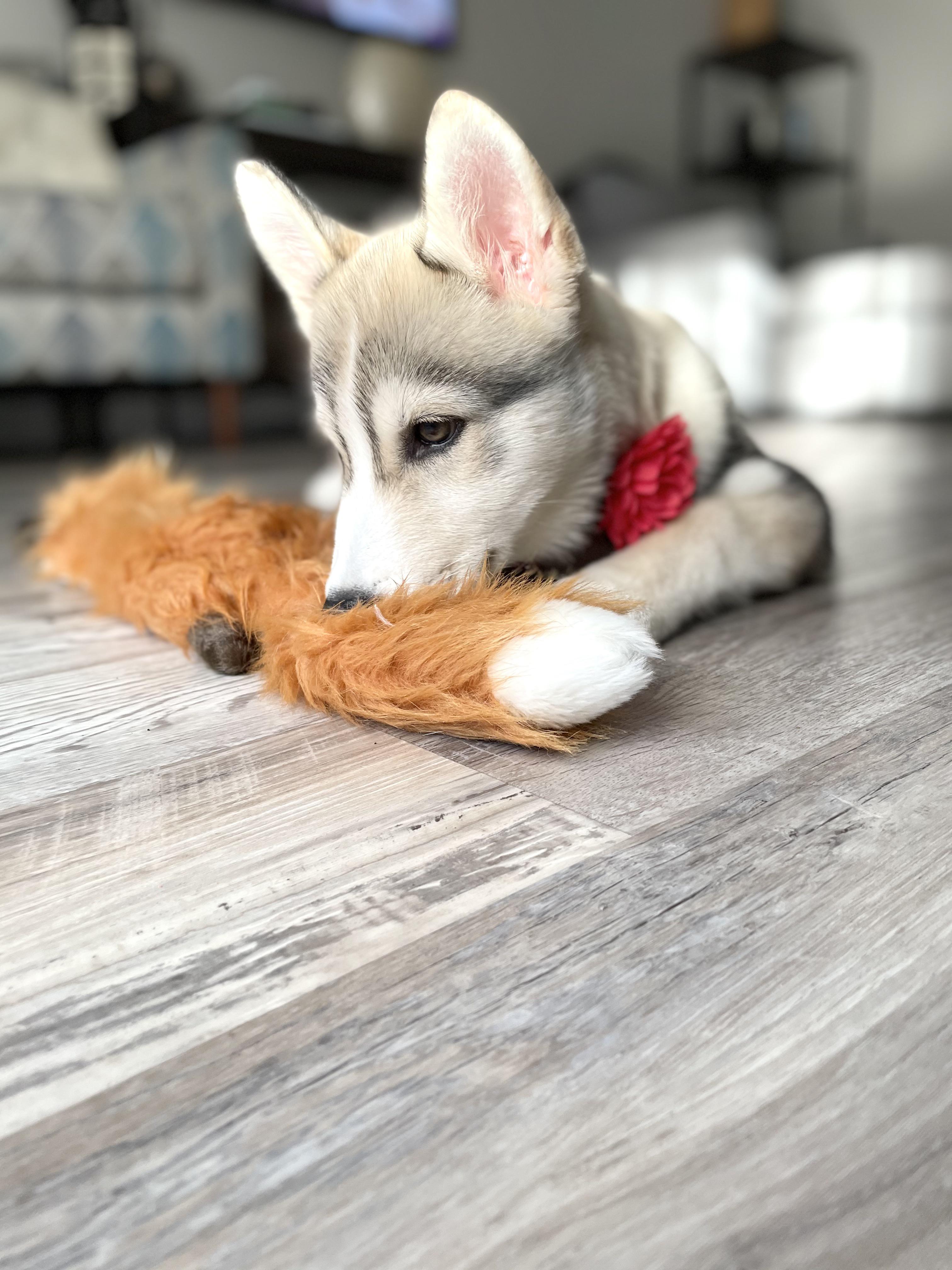 Cute baby husky 💕 | Scrolller