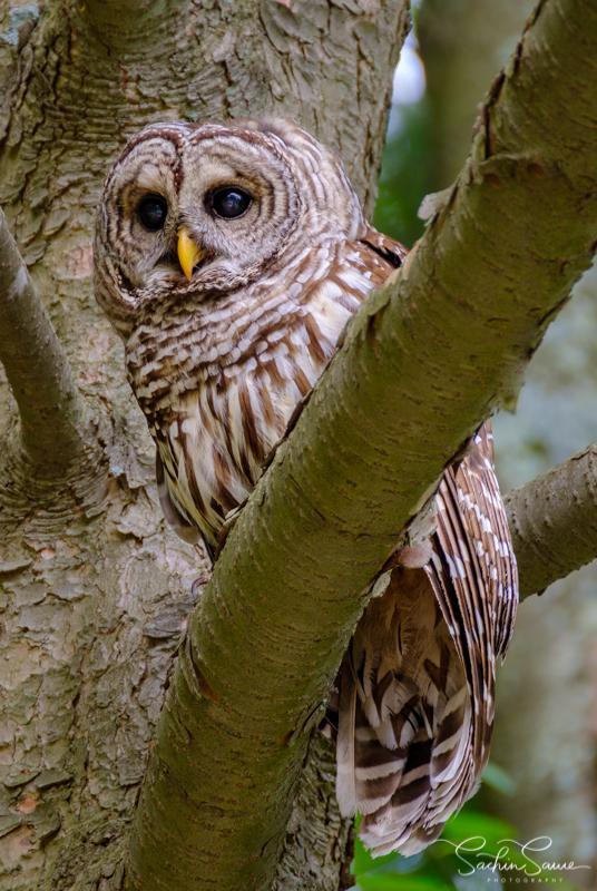 Cute Barred Owl in my woods! | Scrolller