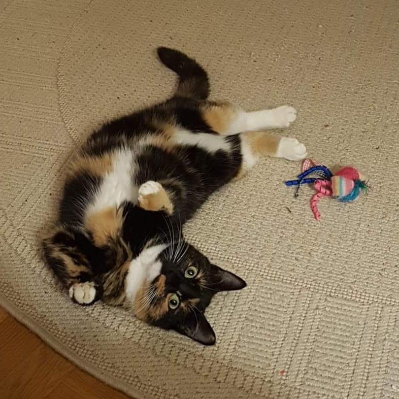 Cute cat being derpy | Scrolller