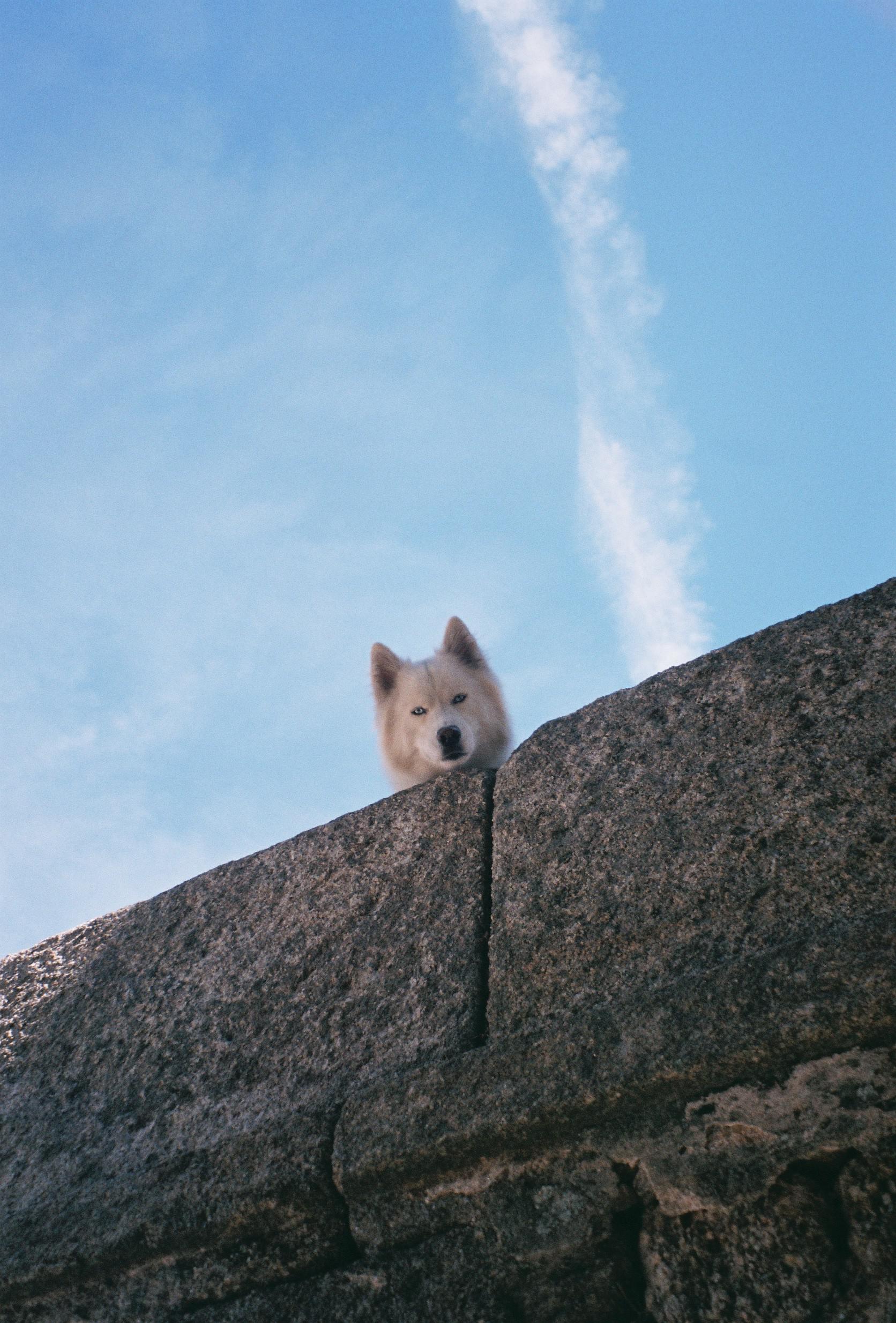 Cute dog! | Scrolller