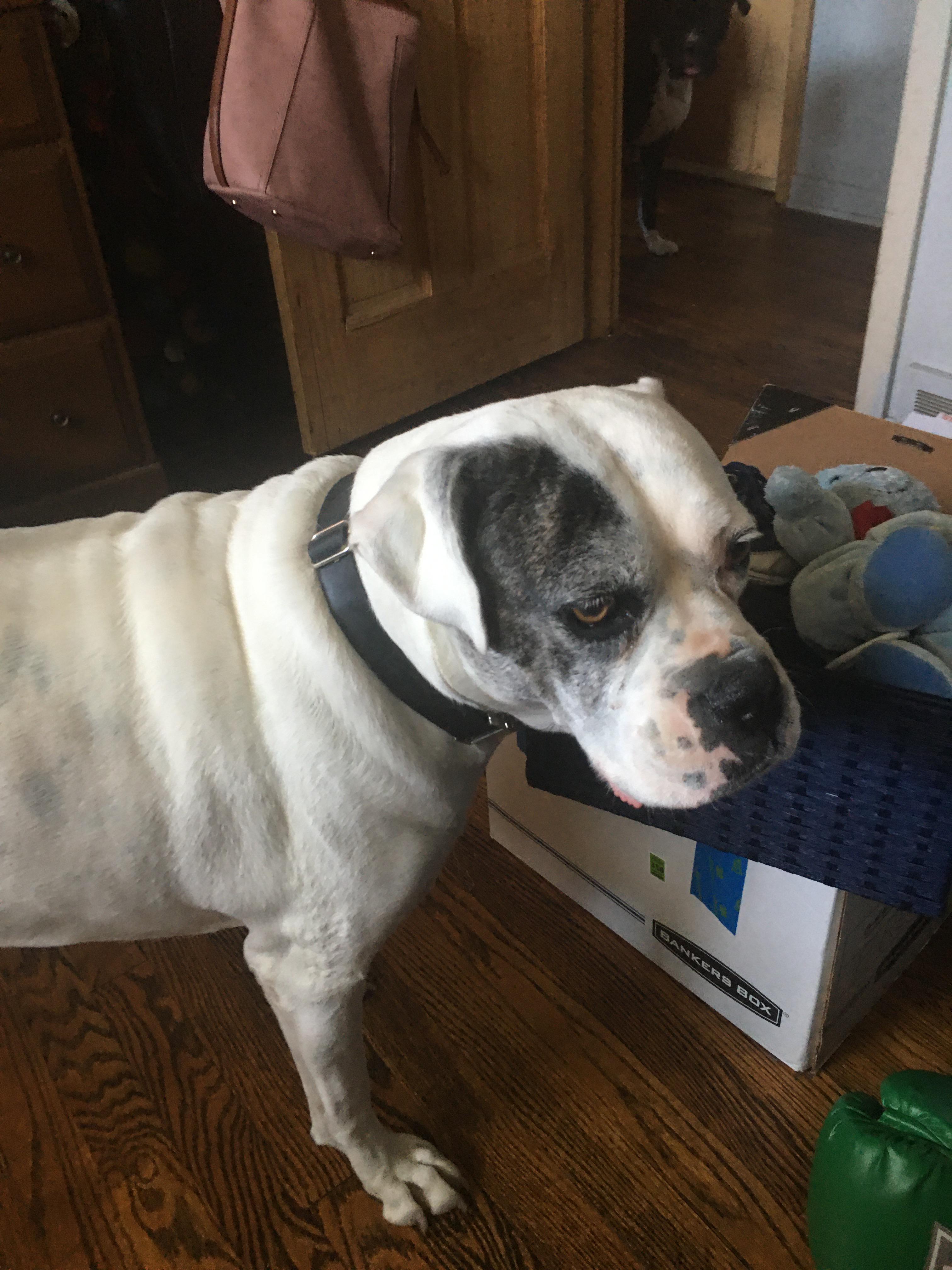 Cute dog or man getting head cut off | Scrolller