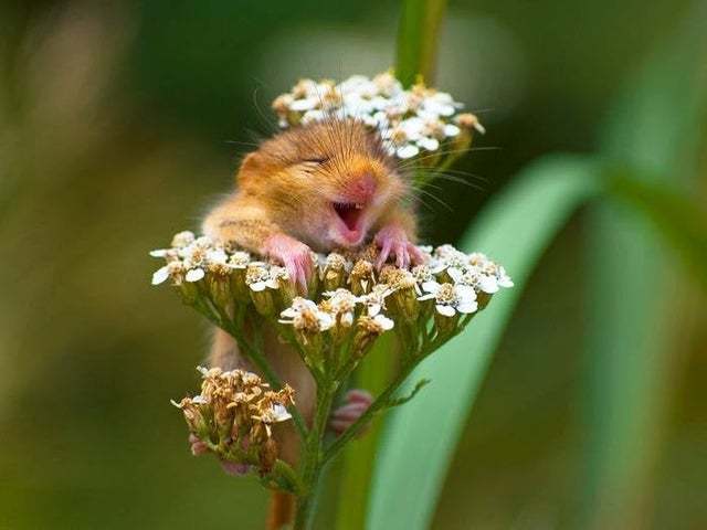 Cute Dormouse laughing on Yarrow flower | Scrolller