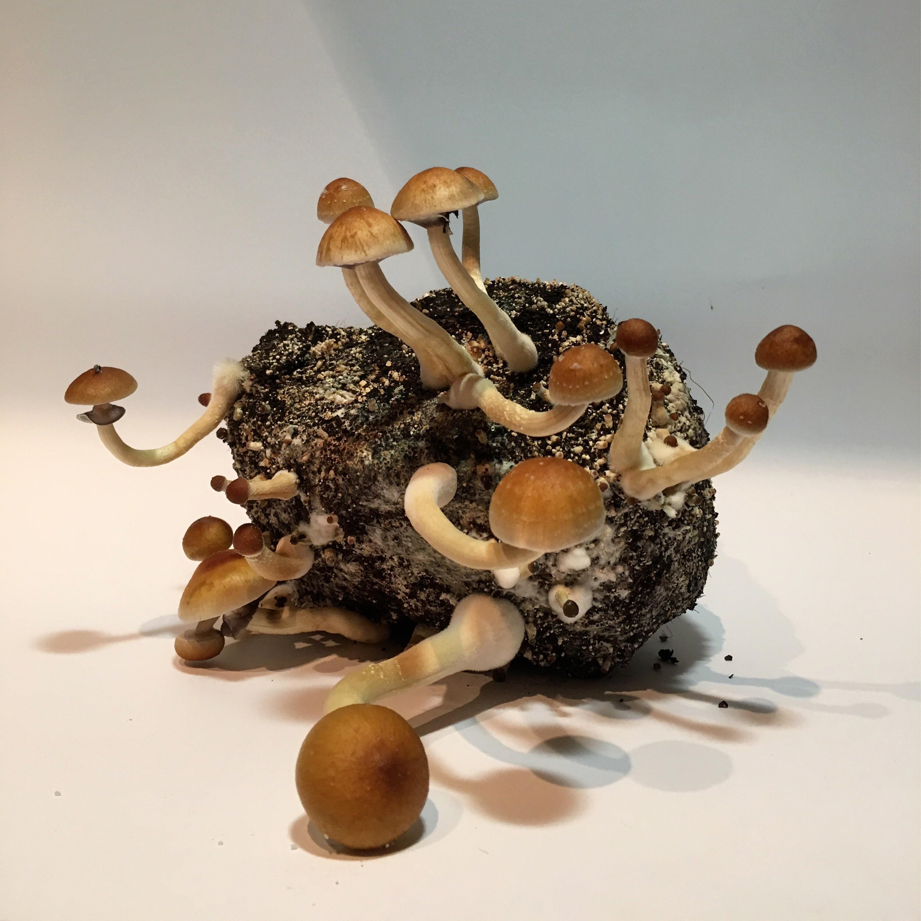 Cute flush | Scrolller