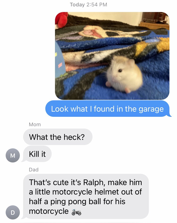 cute hamster | Scrolller